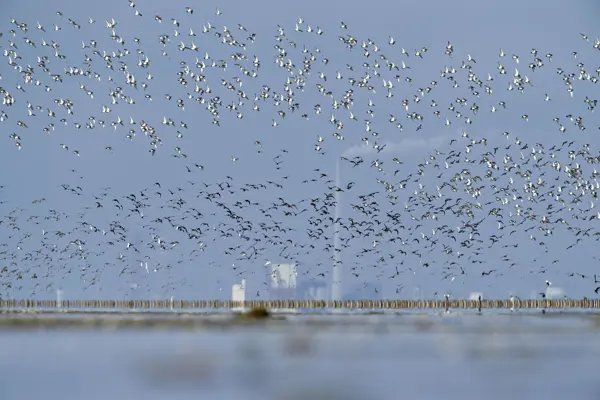 Verdensarv Vadehavet - Nationalpark Vadehavet